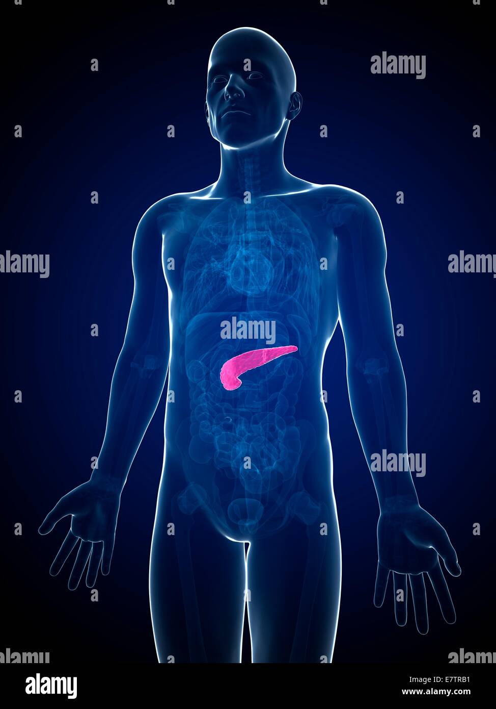 Human pancreas, computer artwork Stock Photo - Alamy
