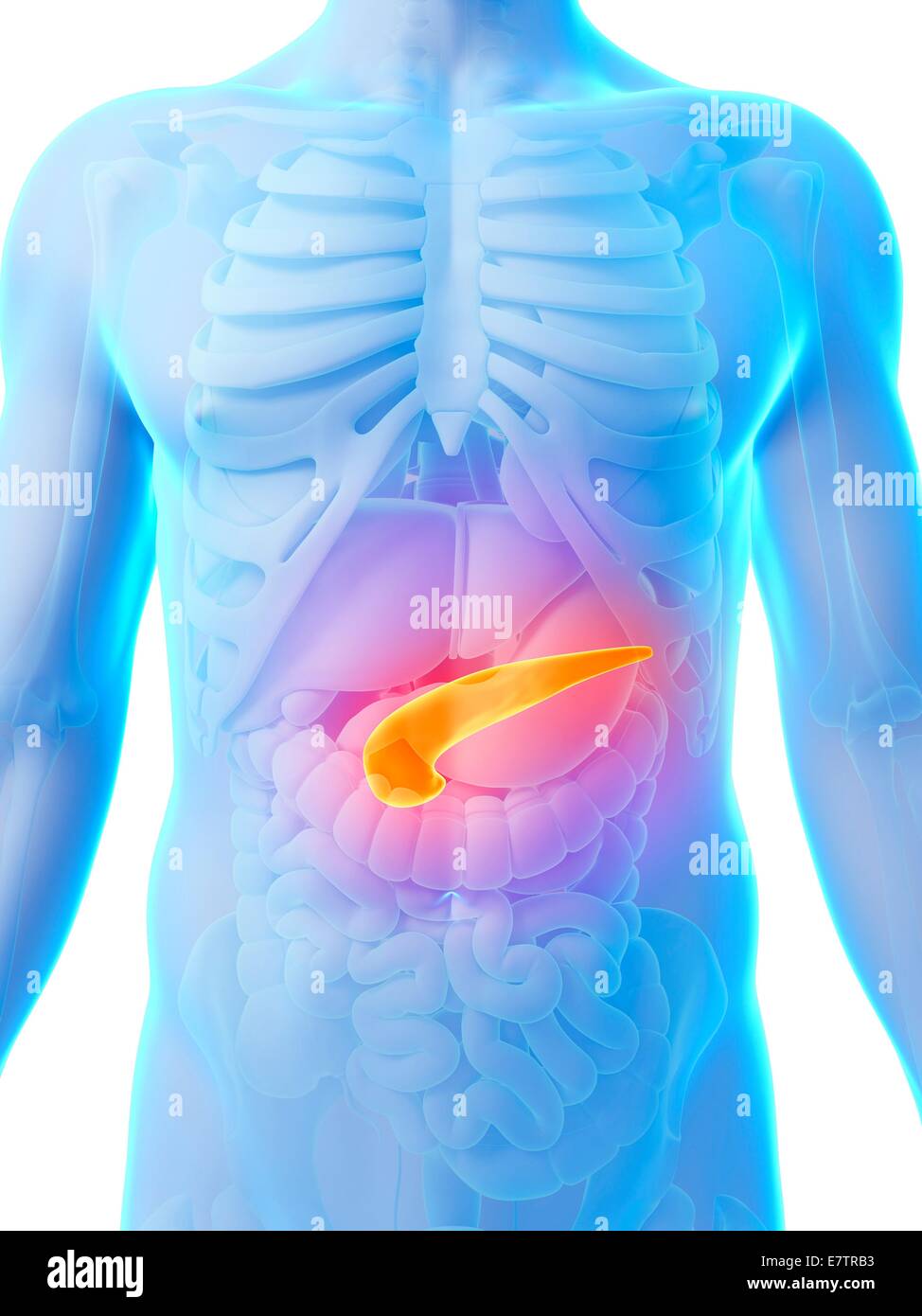 Human pancreas, computer artwork Stock Photo - Alamy