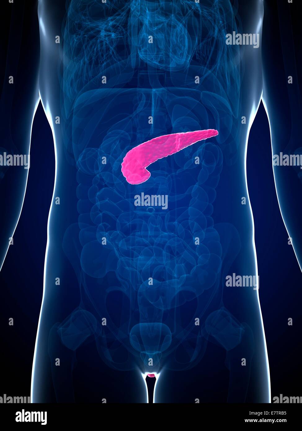 Human pancreas, computer artwork Stock Photo - Alamy