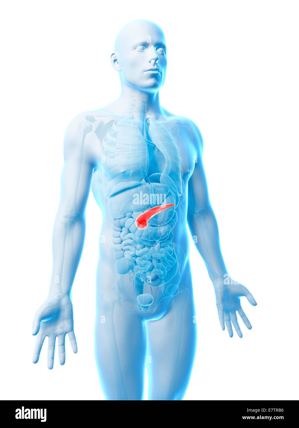 Human pancreas, computer artwork Stock Photo - Alamy