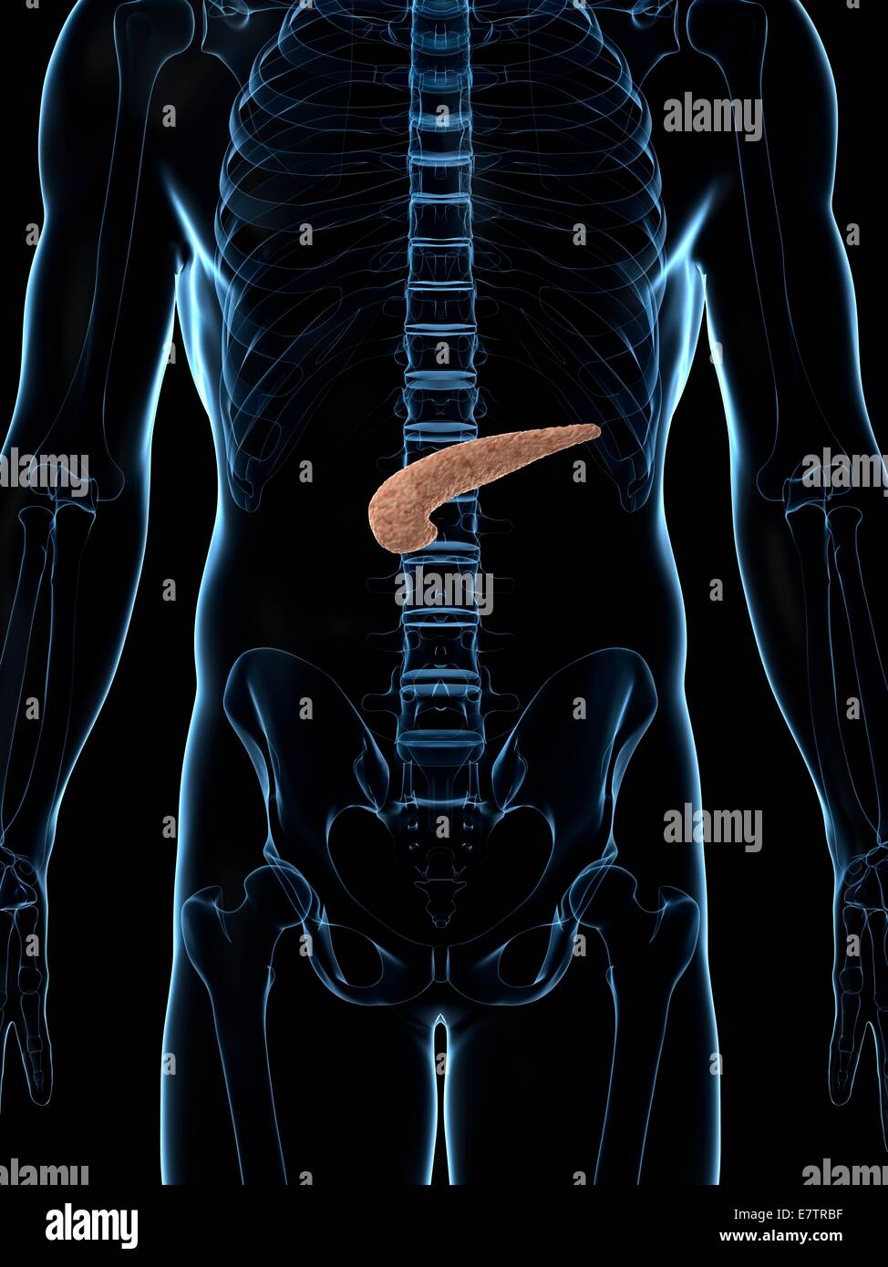 Human pancreas, computer artwork Stock Photo - Alamy
