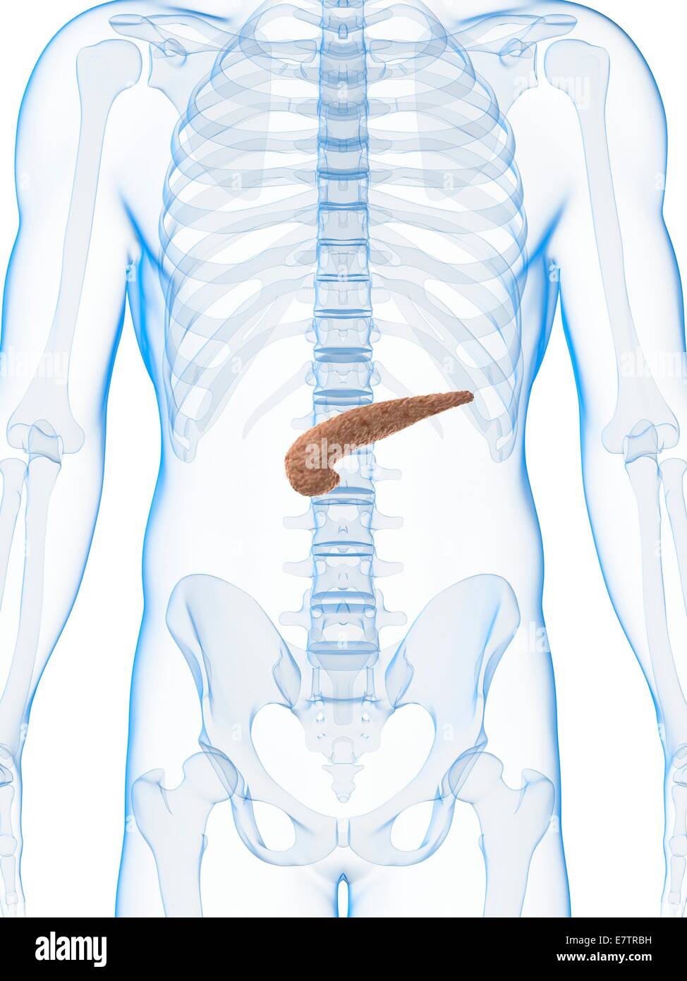 Human pancreas, computer artwork Stock Photo - Alamy