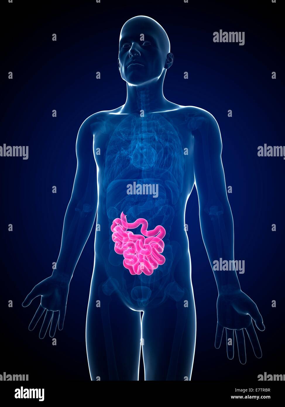 Male intestine, computer artwork Stock Photo - Alamy