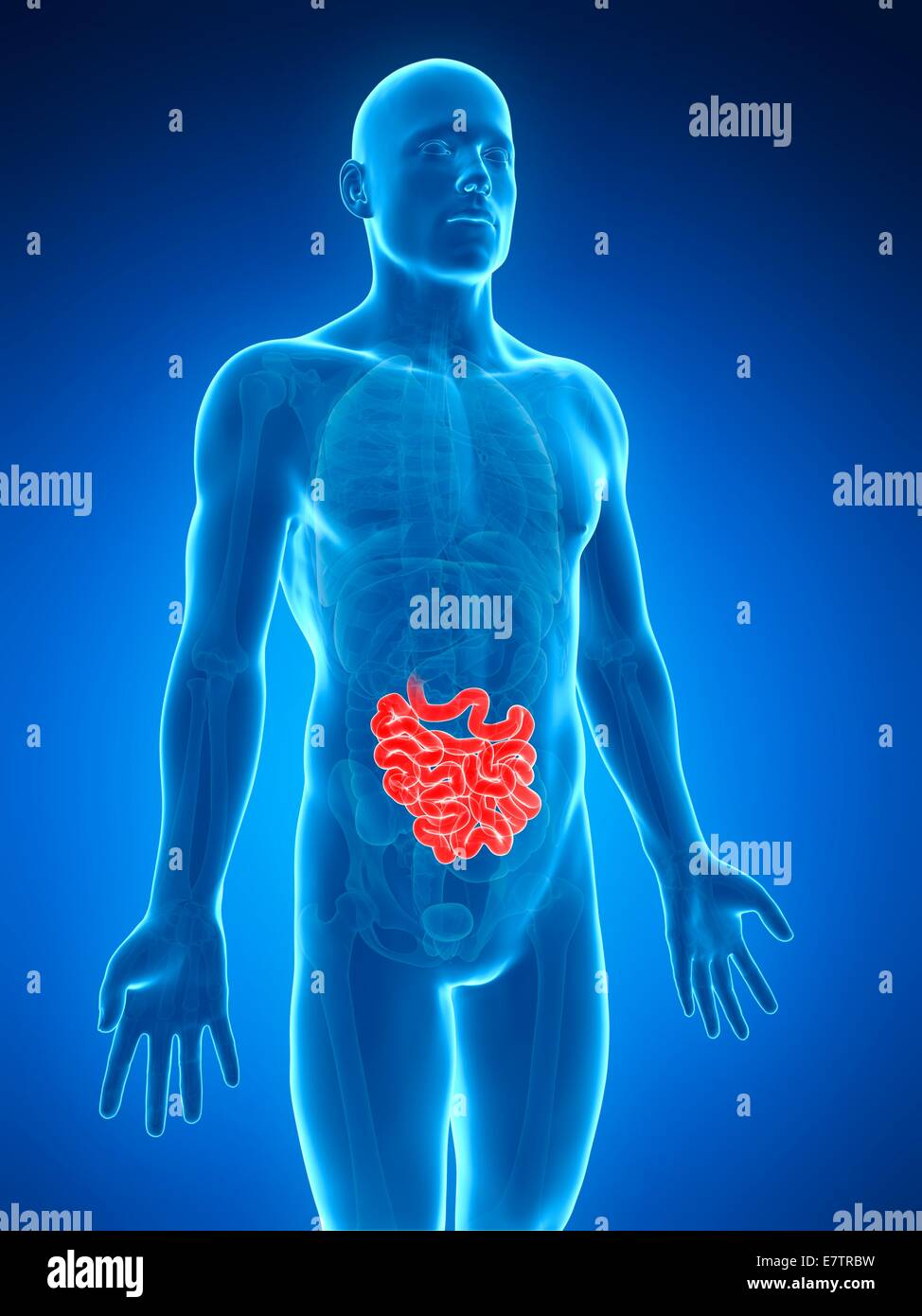 Male intestine, computer artwork Stock Photo - Alamy