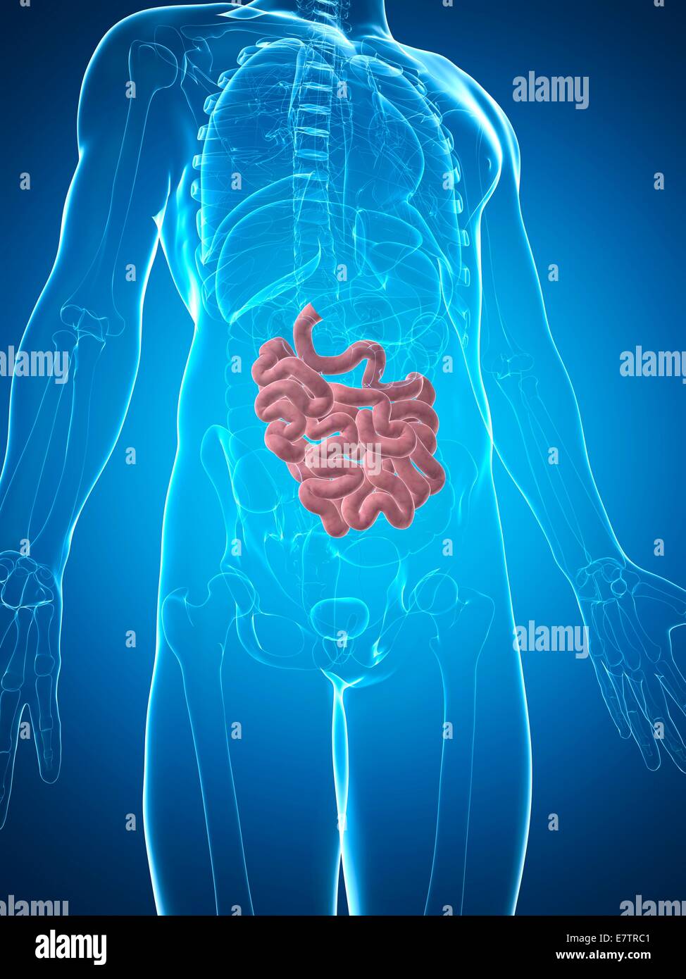 Male intestine, computer artwork Stock Photo - Alamy