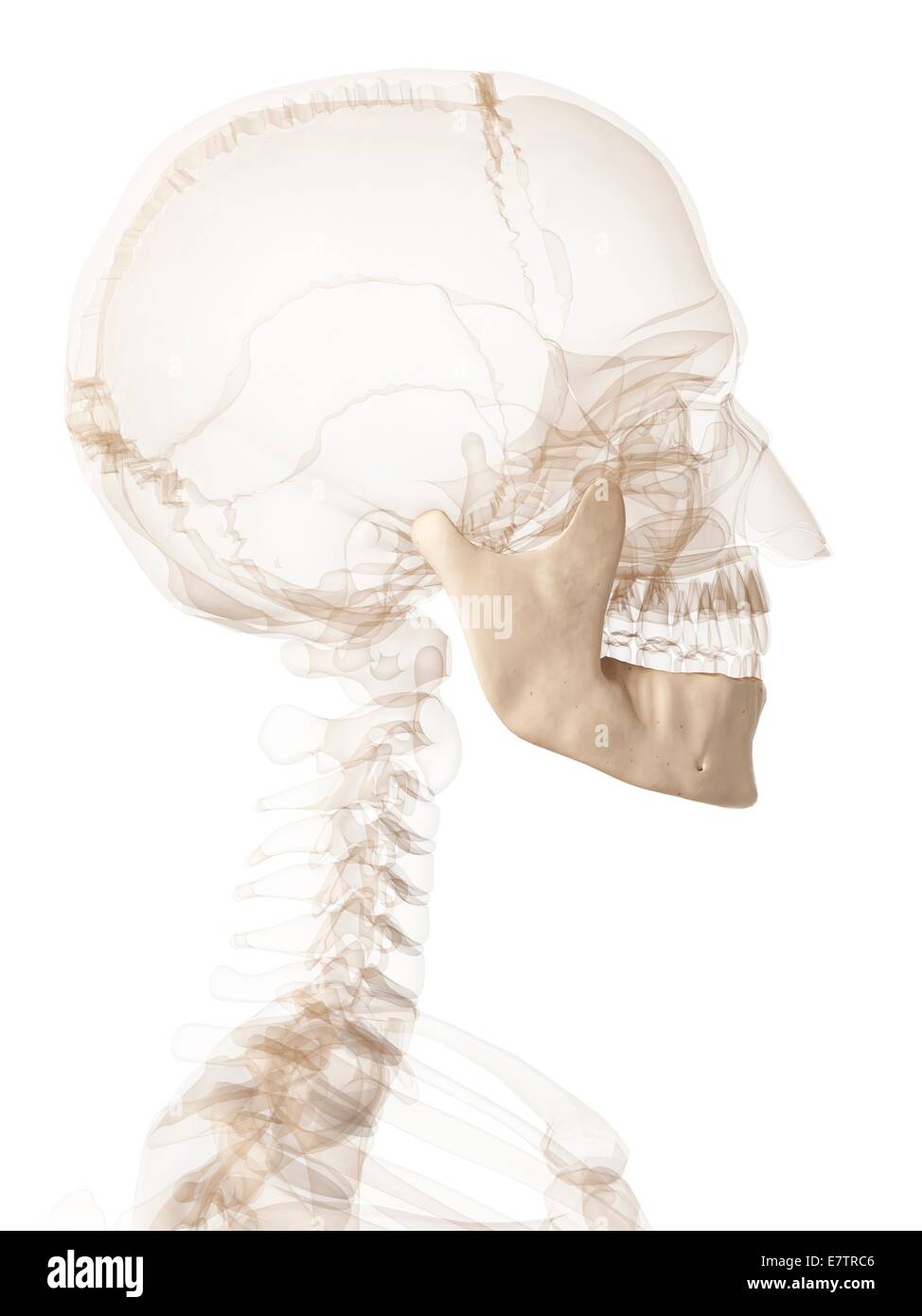 Human jaw bone hi-res stock photography and images - Alamy