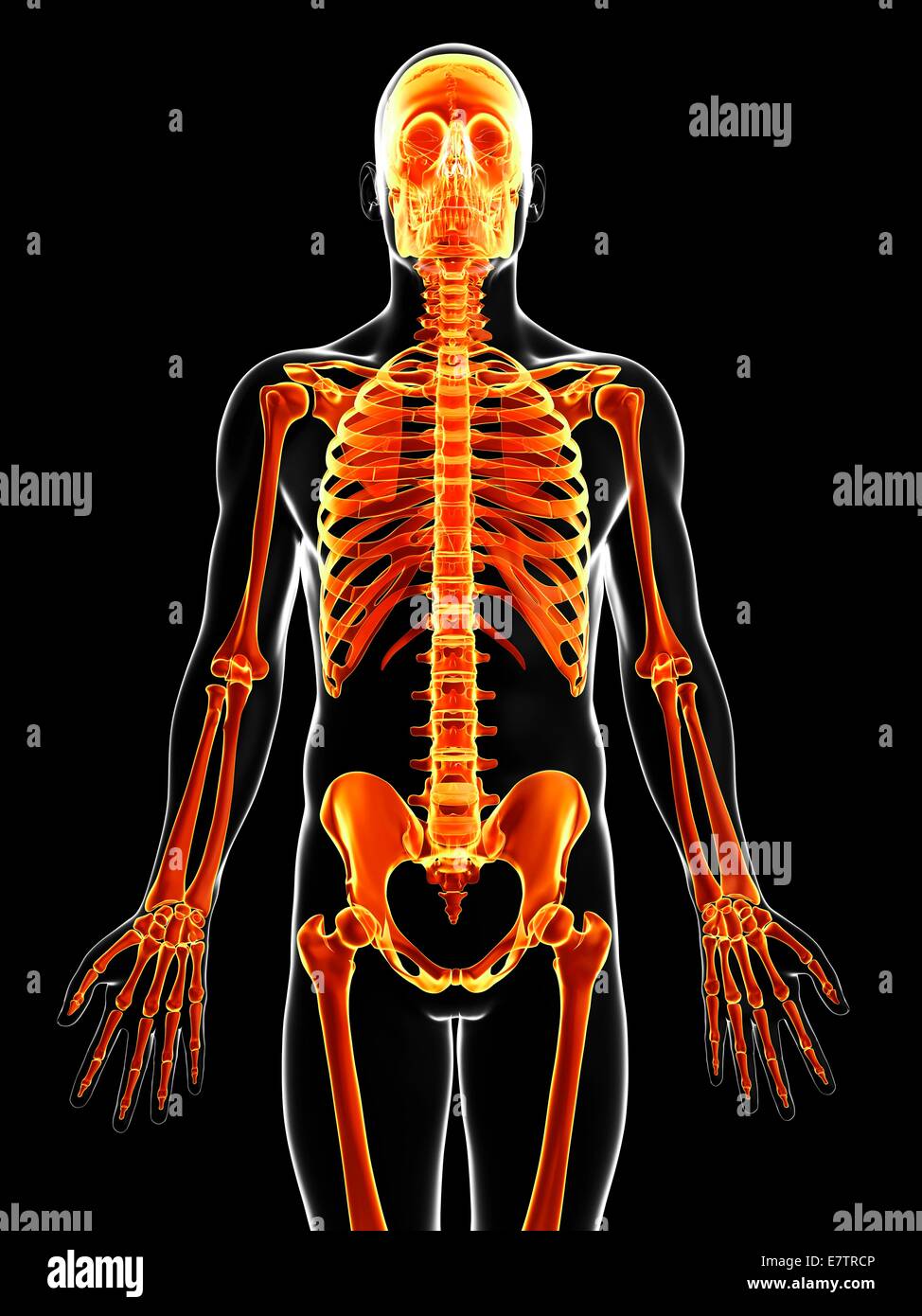 Human skeleton, computer artwork Stock Photo - Alamy