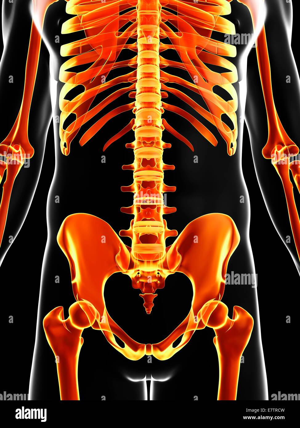 Human skeleton, computer artwork Stock Photo - Alamy