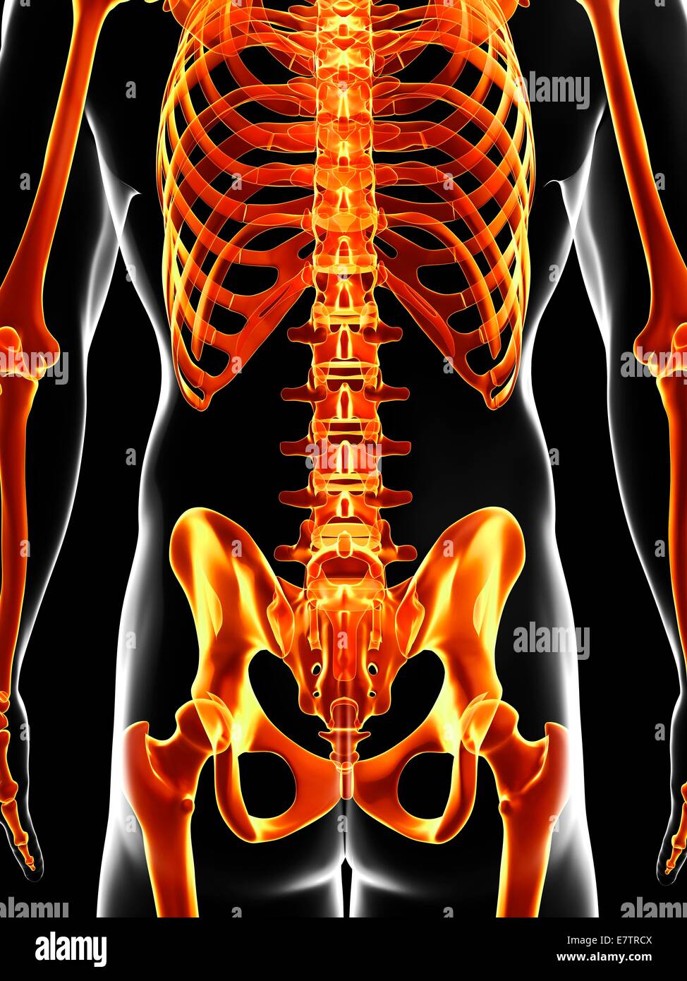 Human skeleton, computer artwork Stock Photo - Alamy
