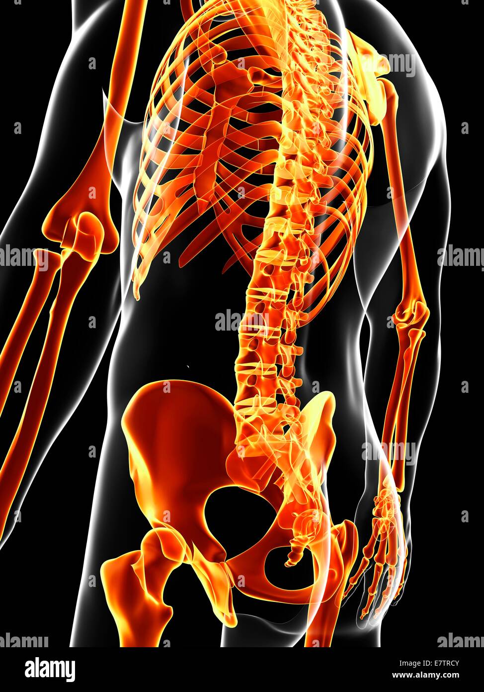 Human skeleton, computer artwork Stock Photo - Alamy