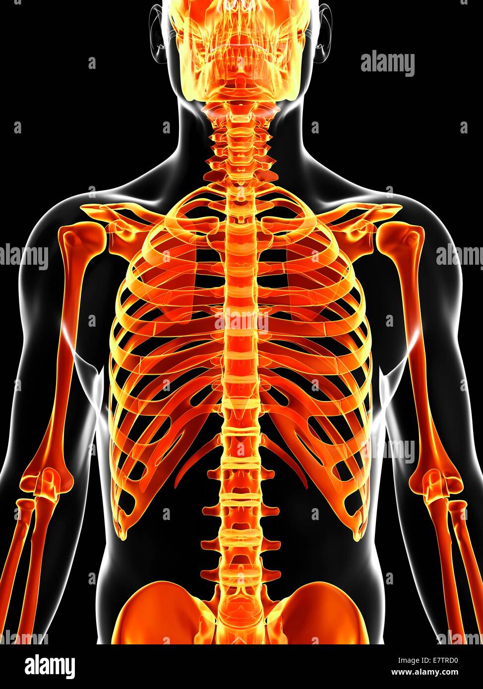 Human skeleton, computer artwork Stock Photo - Alamy