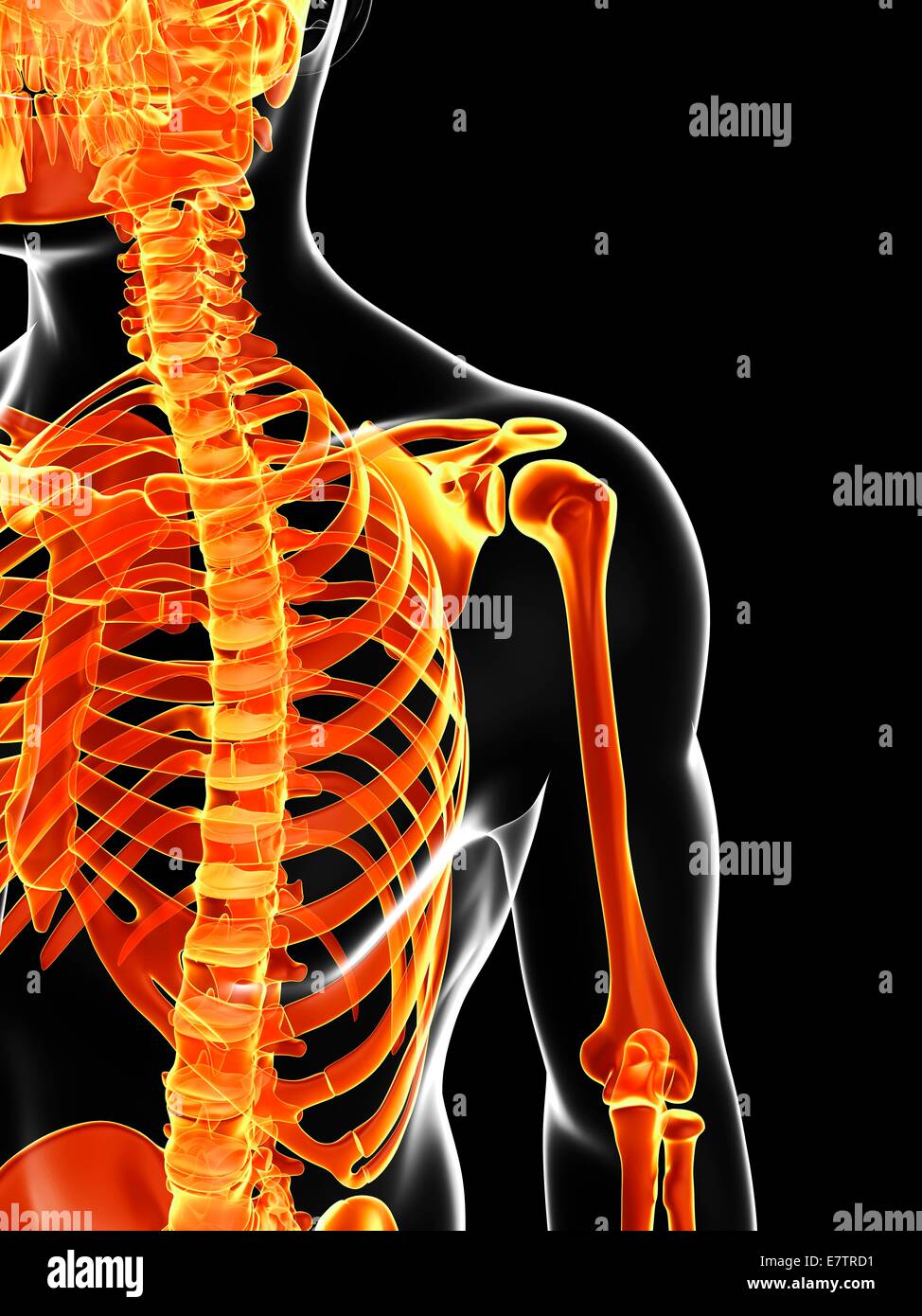 Human skeleton, computer artwork Stock Photo - Alamy