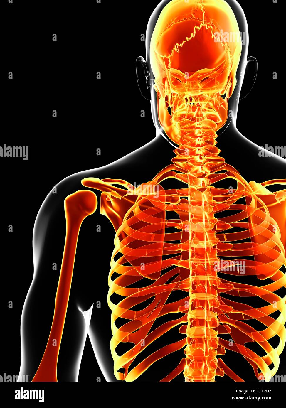 Human skeleton, computer artwork Stock Photo - Alamy