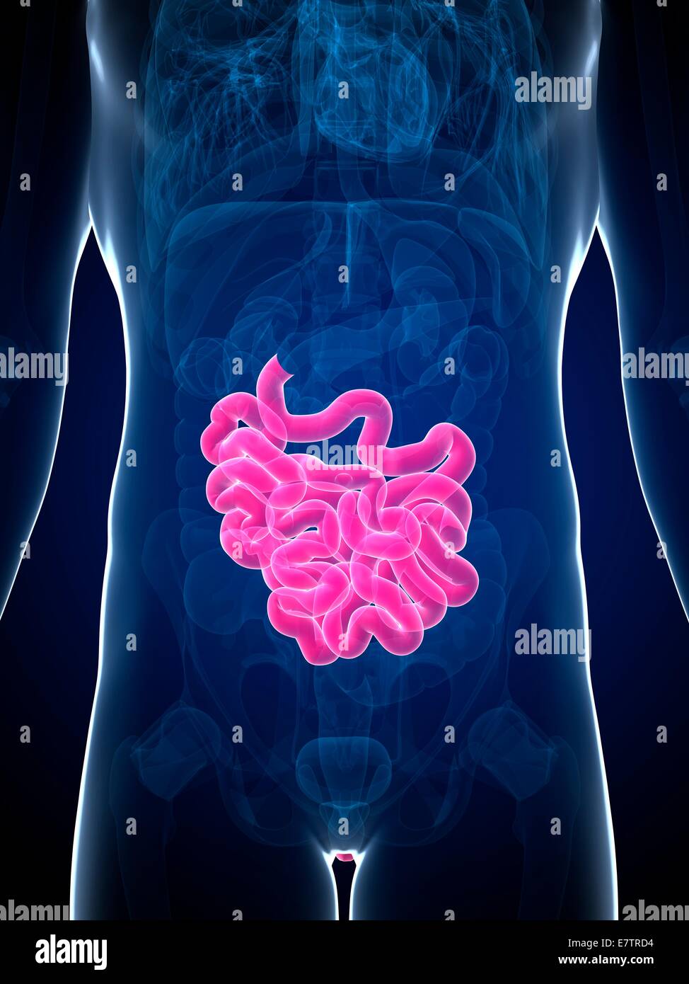 Human intestine, computer artwork Stock Photo - Alamy
