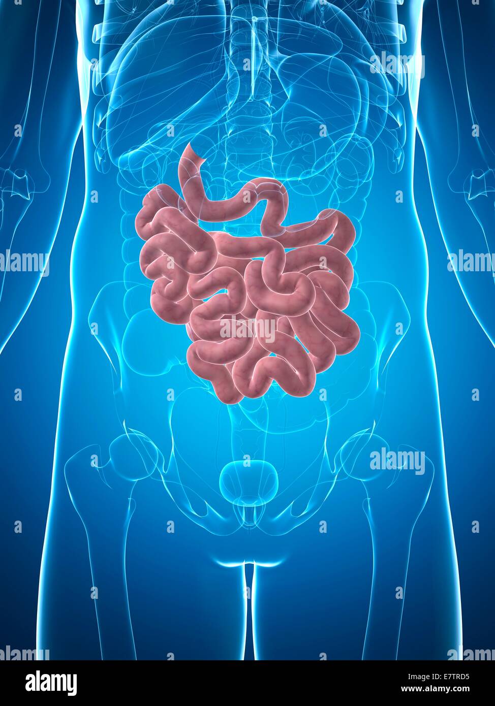 Human intestine, computer artwork Stock Photo - Alamy