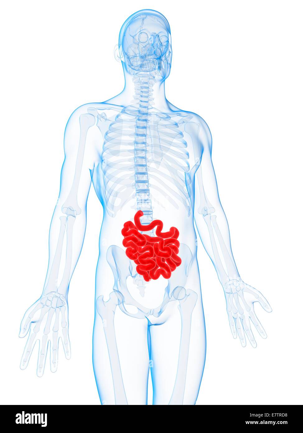 Human intestine, computer artwork Stock Photo - Alamy