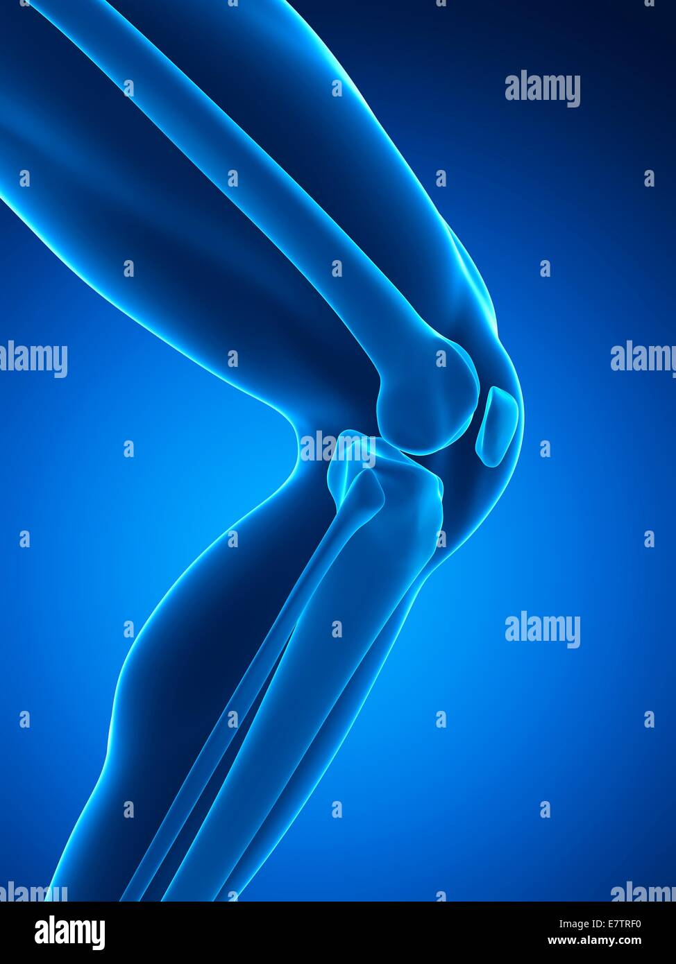 Human knee joint, computer artwork Stock Photo - Alamy