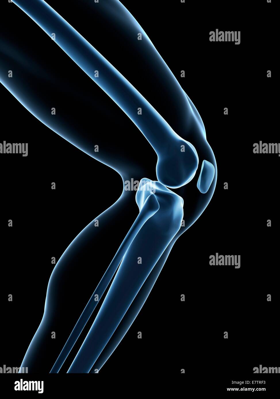 Human knee joint, computer artwork Stock Photo - Alamy