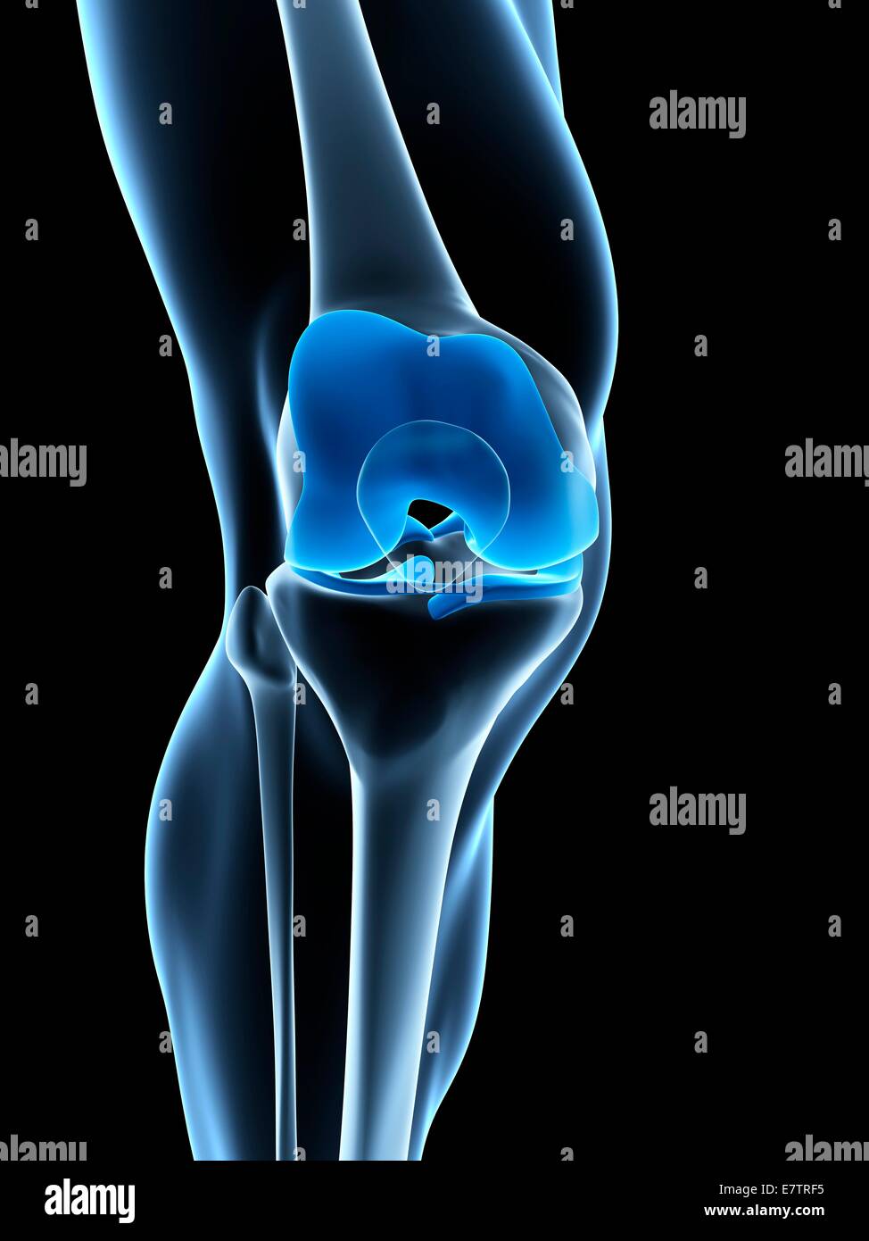 Human knee joint, computer artwork Stock Photo - Alamy