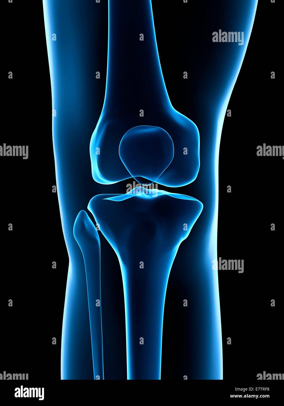 Human knee joint, computer artwork Stock Photo - Alamy