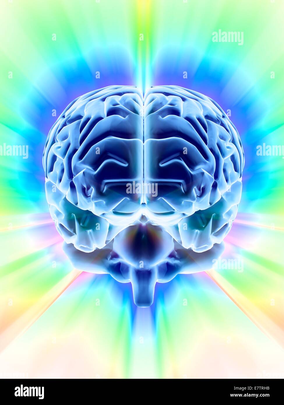 Human brain, computer artwork Stock Photo - Alamy