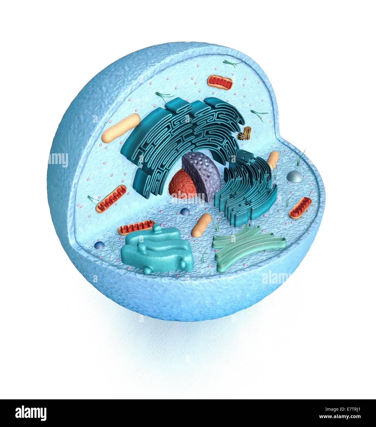 Animal cell, computer artwork Stock Photo - Alamy