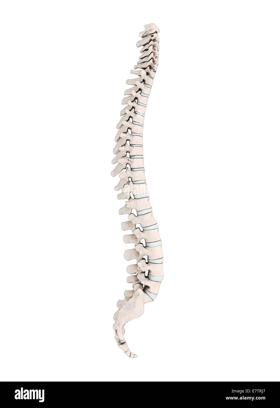 Human vertebra, computer artwork Stock Photo - Alamy