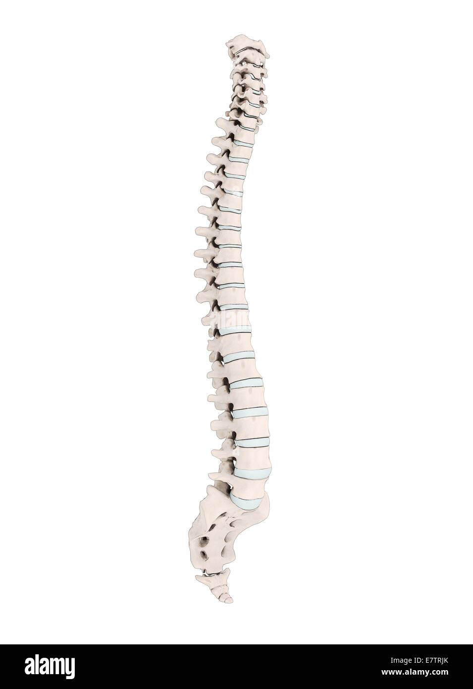 Human vertebra, computer artwork Stock Photo - Alamy