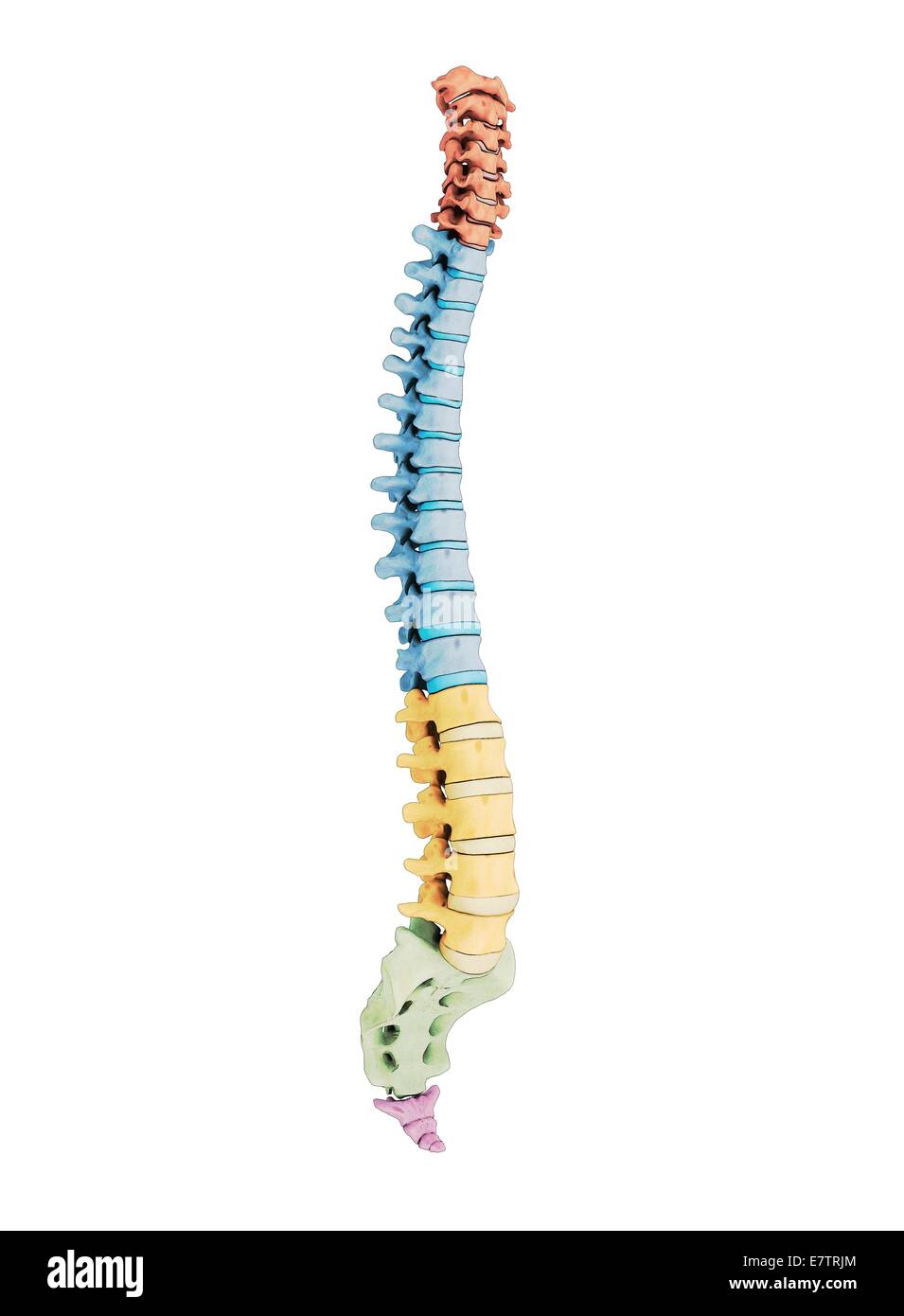 Thoracic vertebra hi-res stock photography and images - Alamy