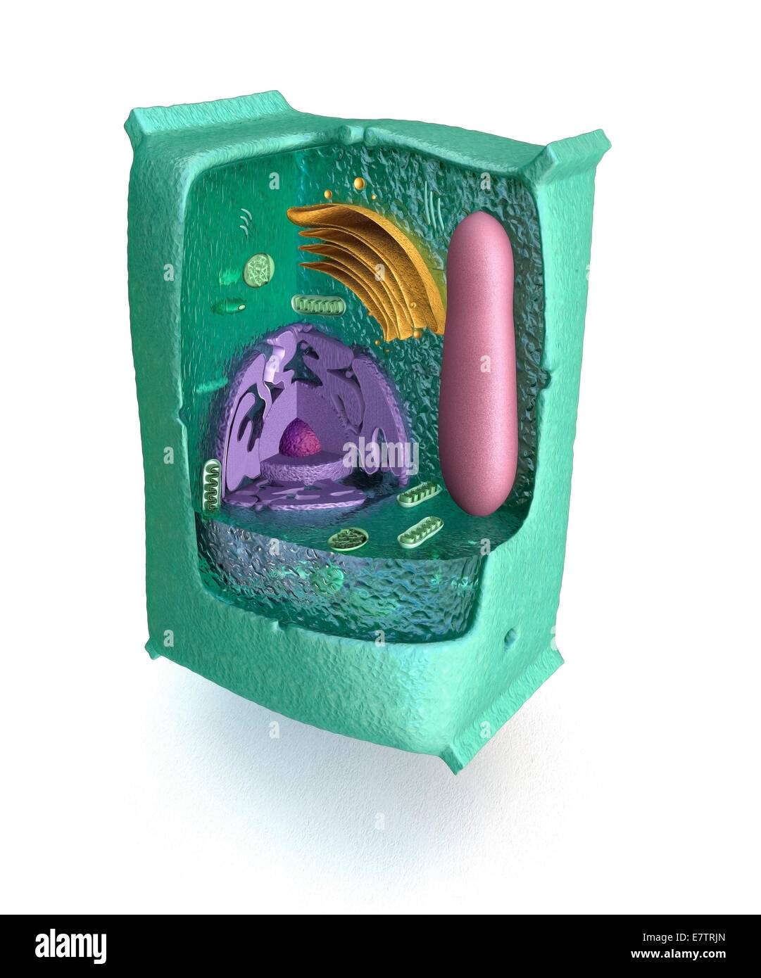 Plant cell, computer artwork Stock Photo - Alamy