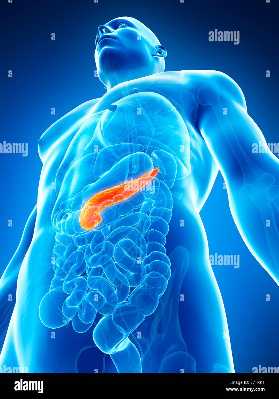 Human pancreas, computer artwork Stock Photo - Alamy