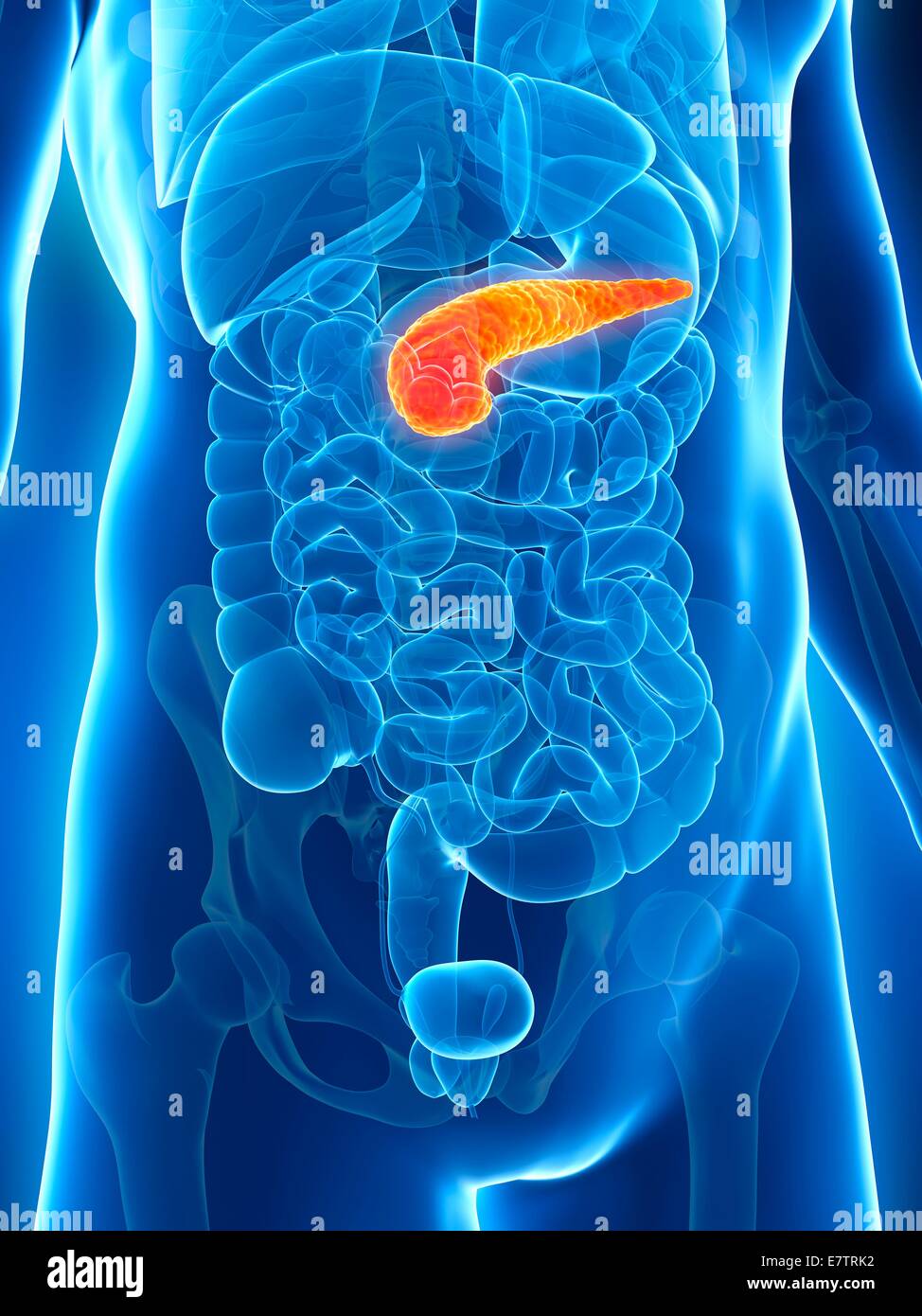 Human pancreas, computer artwork Stock Photo - Alamy