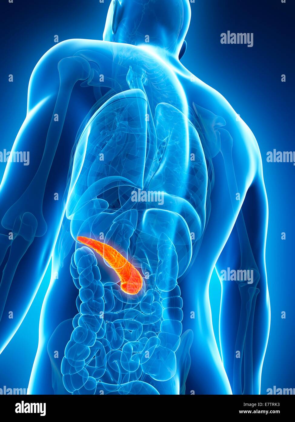 Human pancreas, computer artwork Stock Photo - Alamy