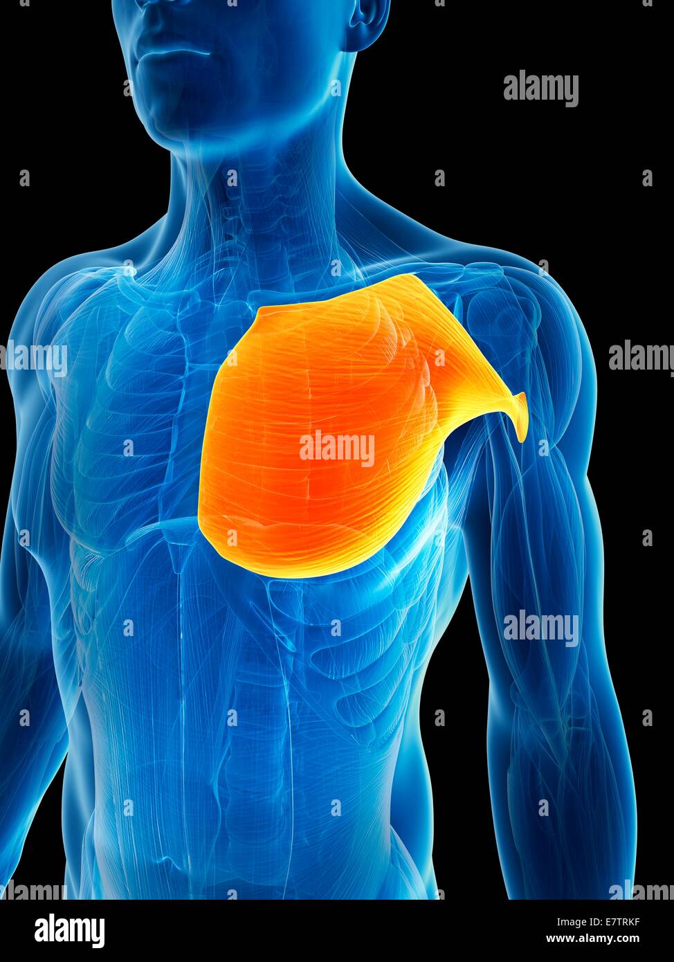 Chest muscles artwork hi-res stock photography and images - Alamy