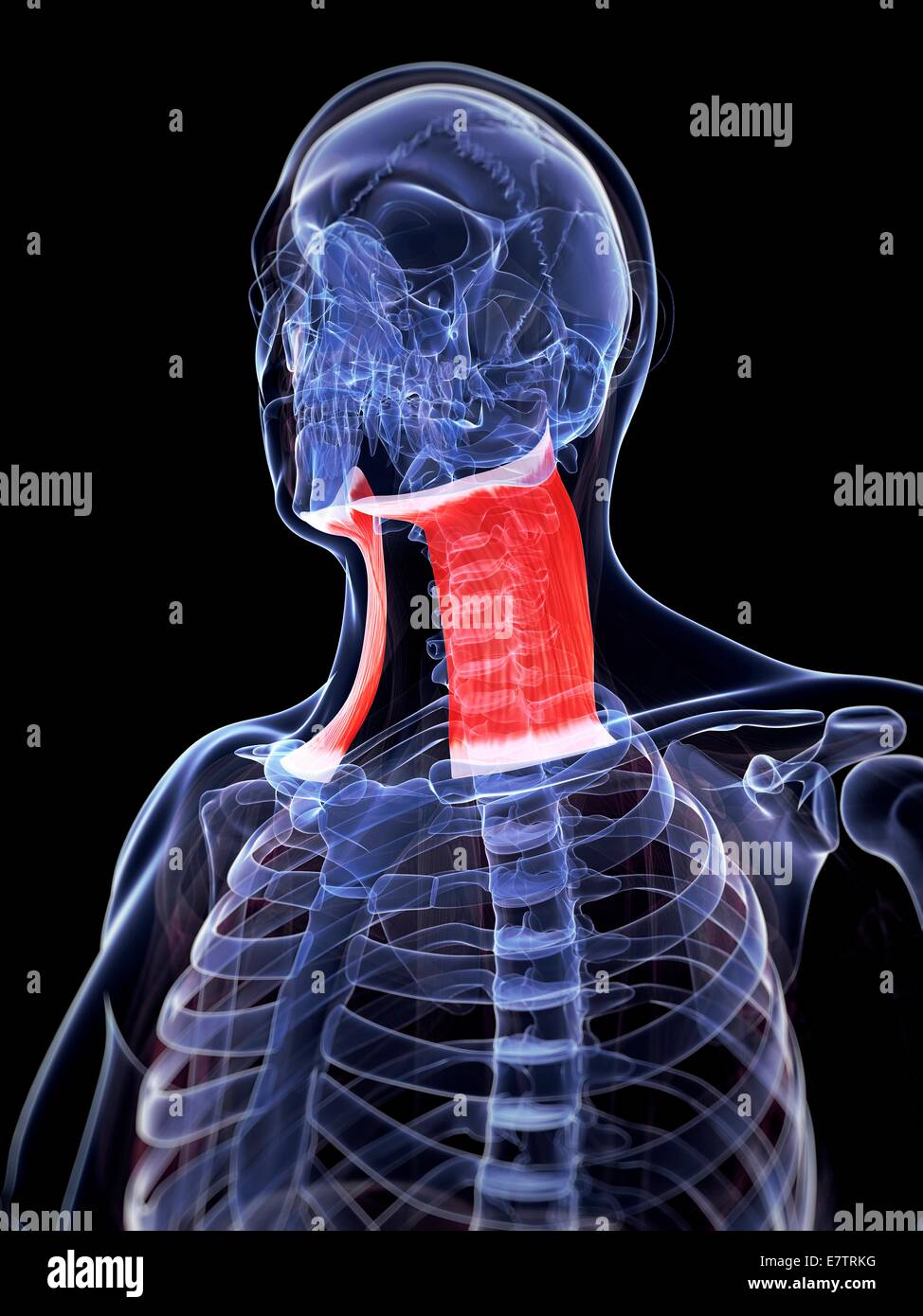Human neck muscle hi-res stock photography and images - Alamy