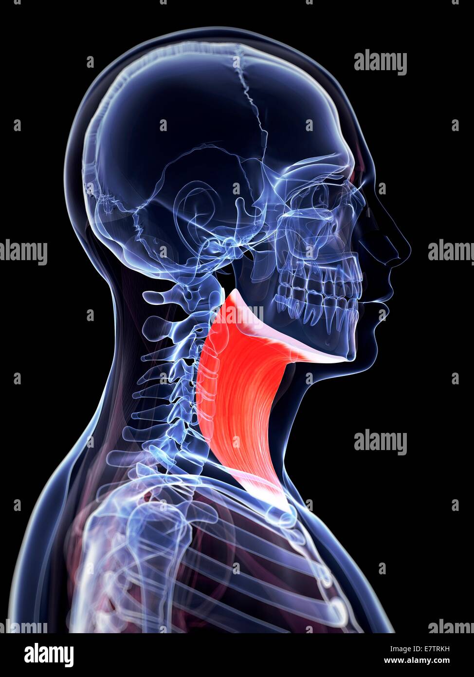 Human neck muscle, computer artwork Stock Photo - Alamy