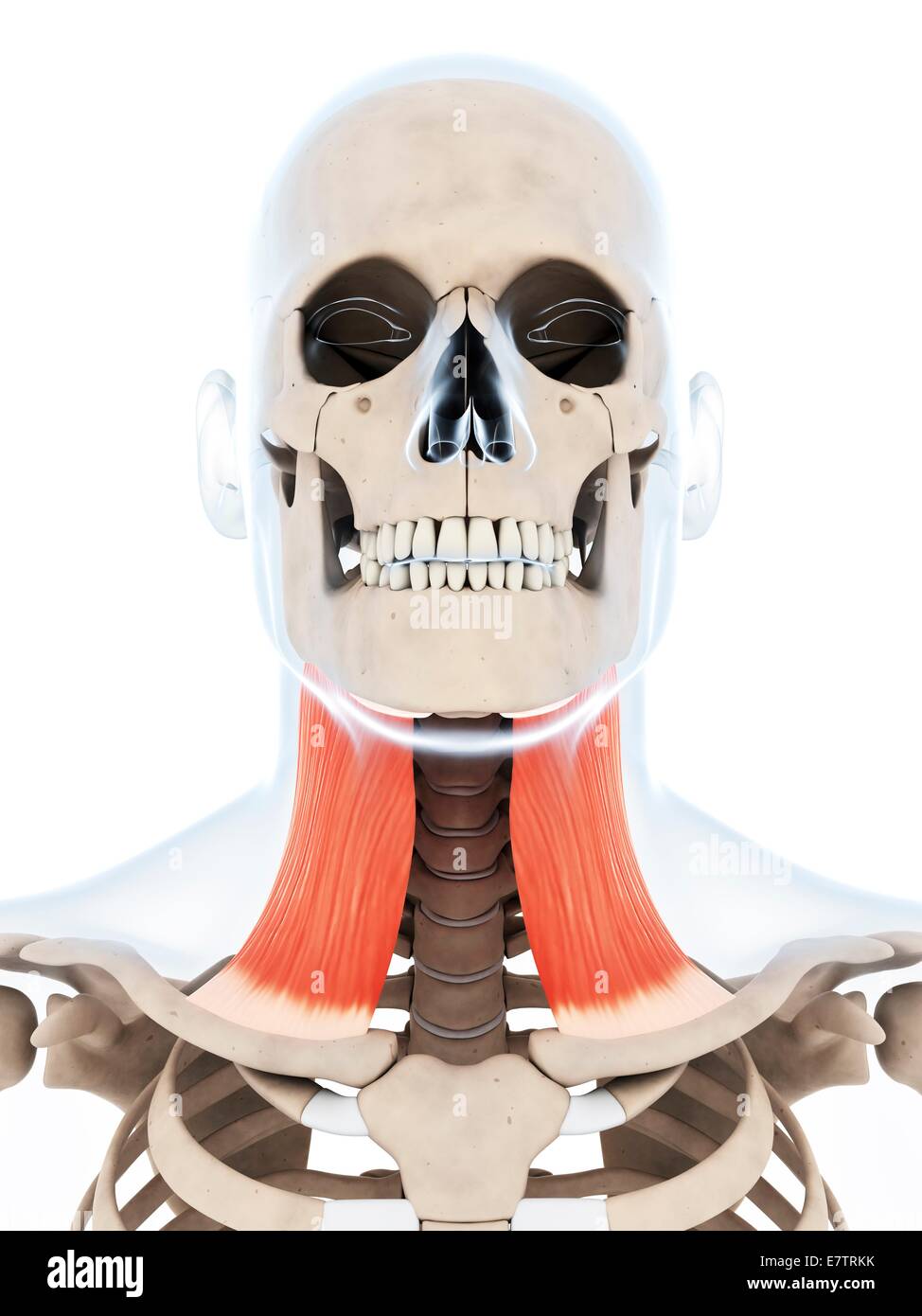 Human neck muscle, computer artwork Stock Photo - Alamy