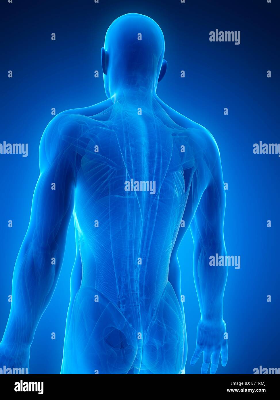 Human muscular system, computer artwork Stock Photo - Alamy