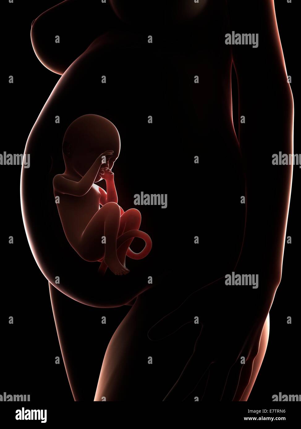 Human pregnancy, computer artwork Stock Photo - Alamy