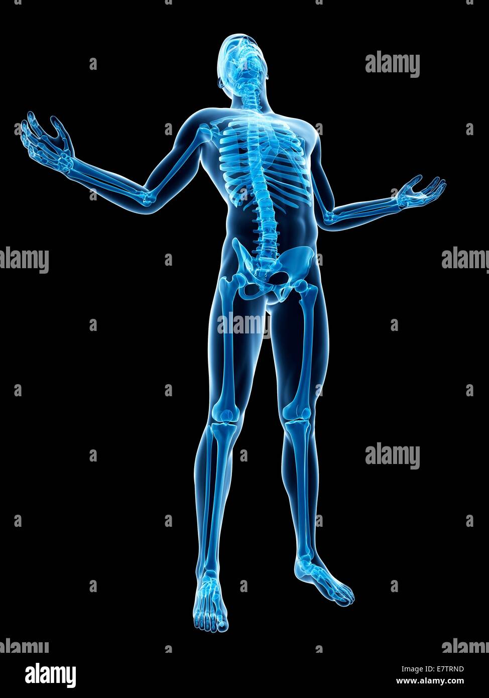 Human skeleton, computer artwork Stock Photo - Alamy