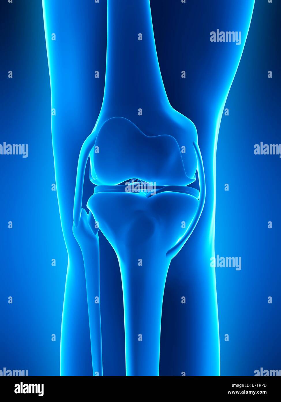 Human knee joint, computer artwork Stock Photo - Alamy