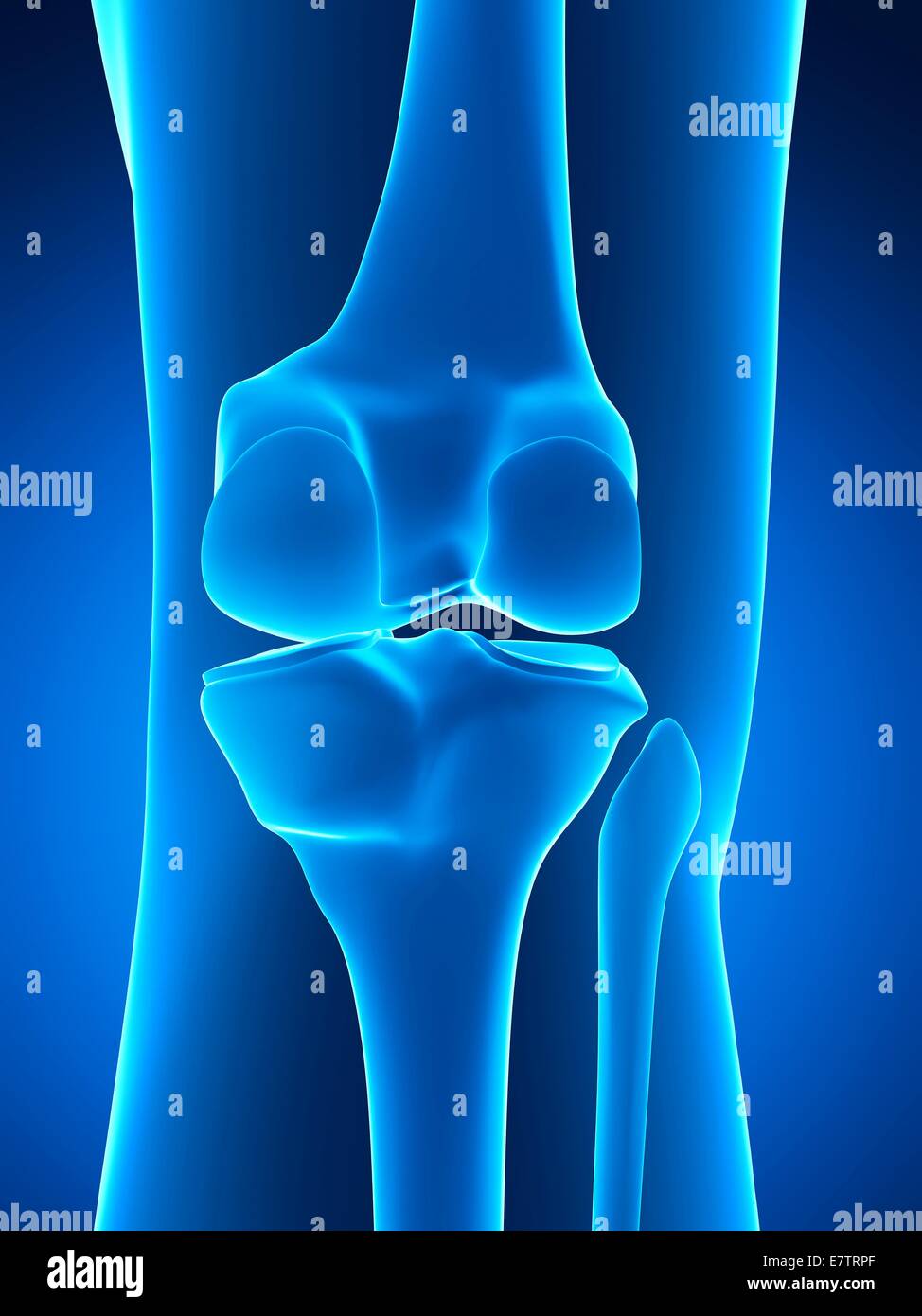 Human knee joint, computer artwork Stock Photo - Alamy