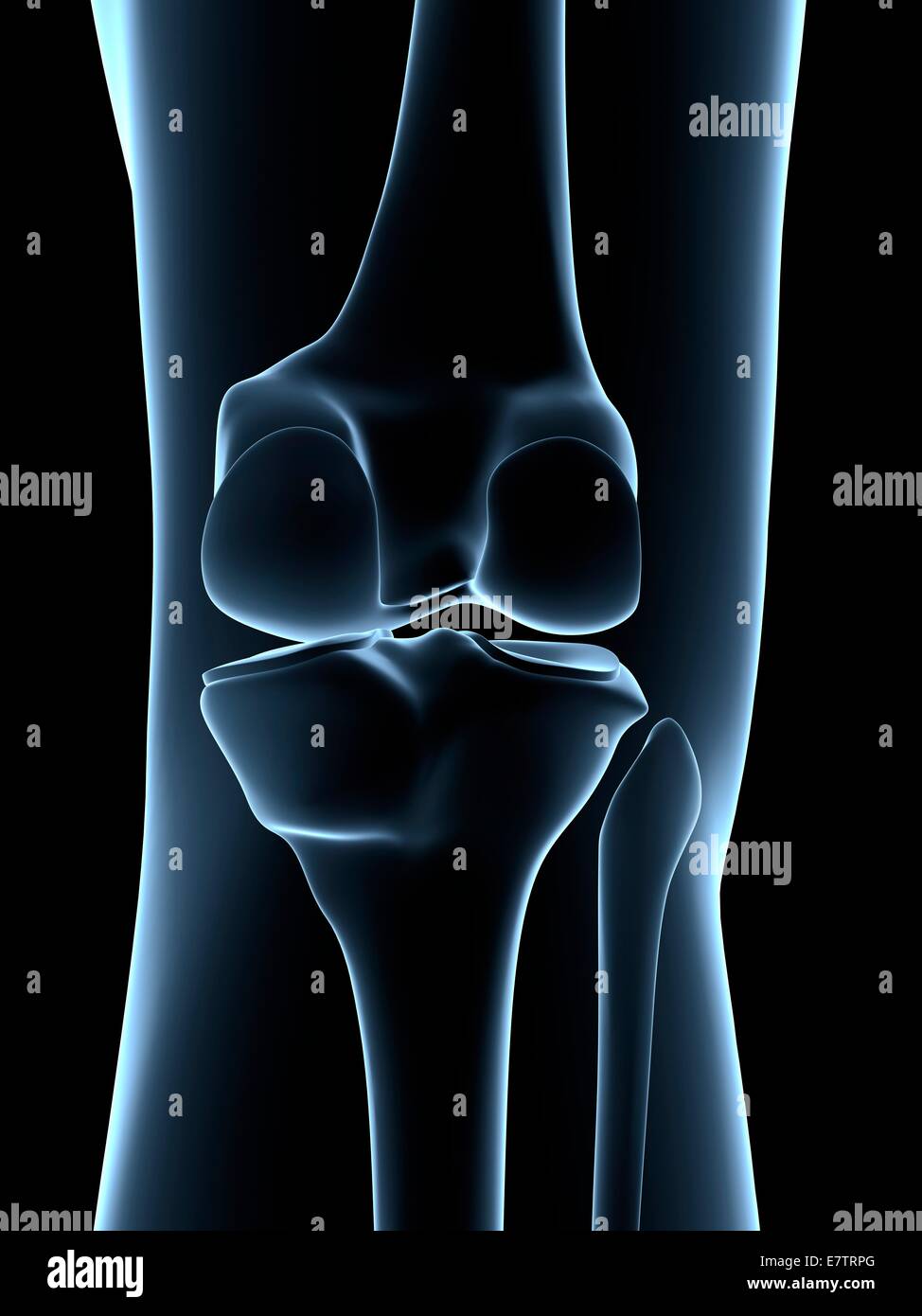 Human knee joint, computer artwork Stock Photo - Alamy
