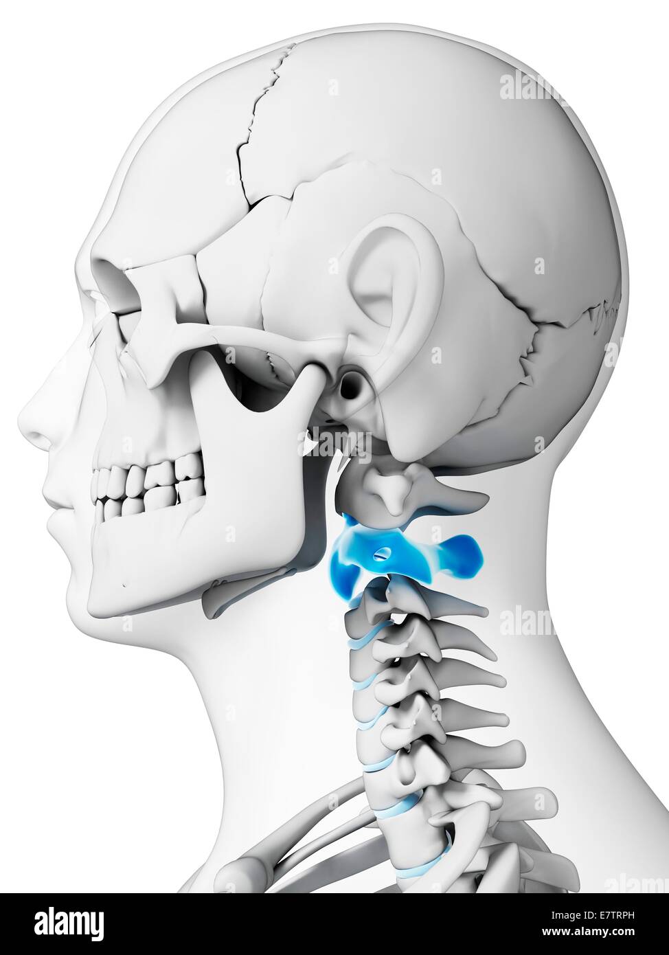 Human neck bones, computer artwork Stock Photo - Alamy