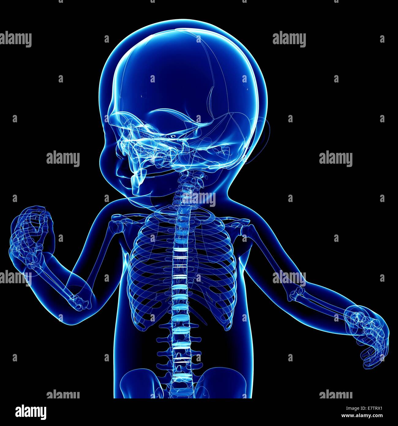 Babys skeletal system hi-res stock photography and images - Alamy