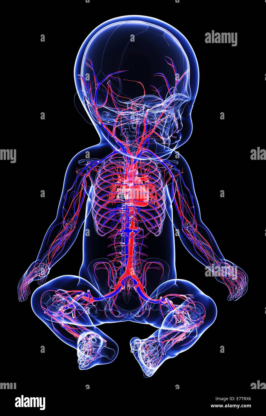Baby's cardiovascular system, computer artwork Stock Photo - Alamy