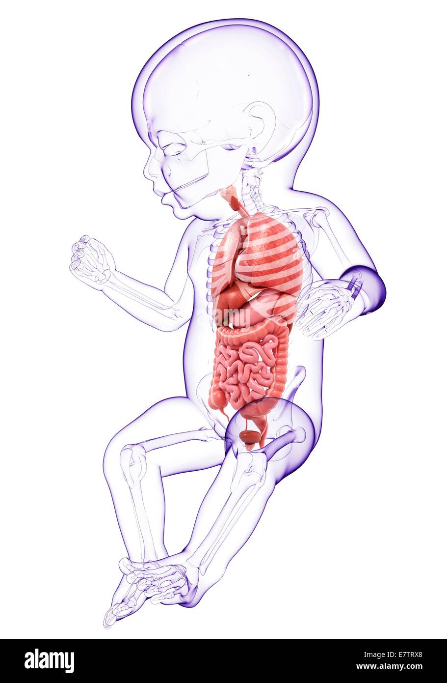 Baby's anatomy, computer artwork Stock Photo - Alamy