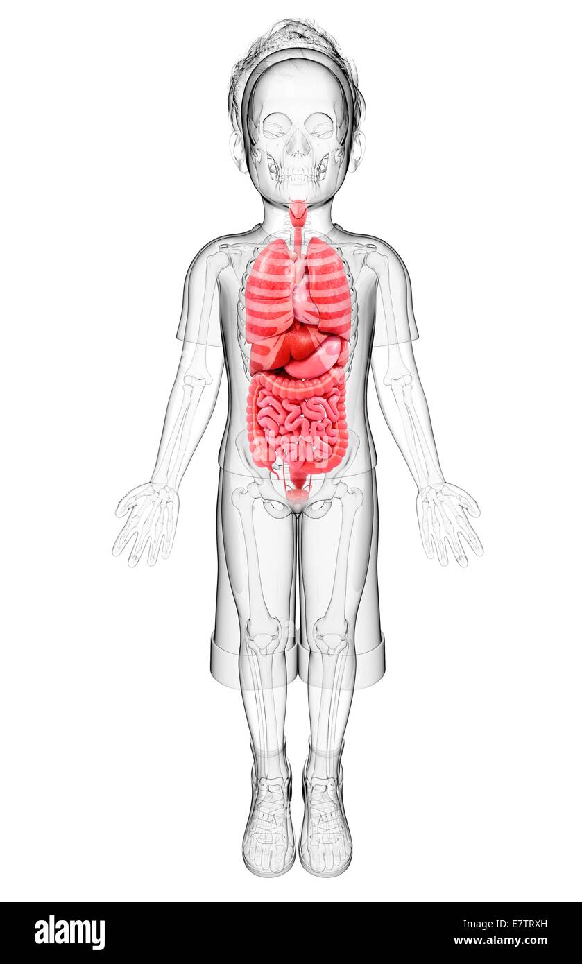 Human anatomy, computer artwork Stock Photo - Alamy