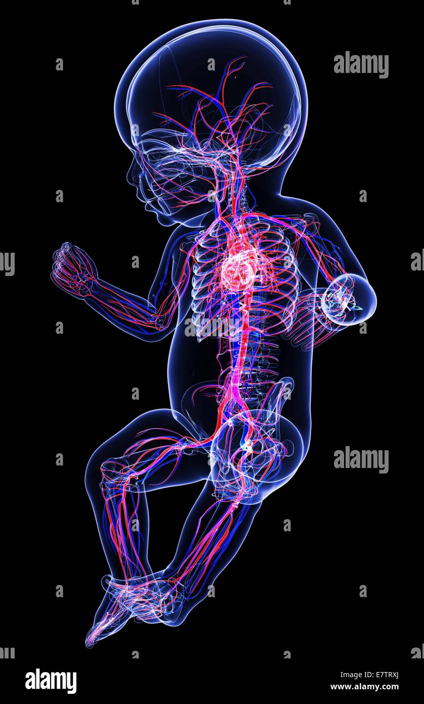 Baby's cardiovascular system, computer artwork Stock Photo - Alamy