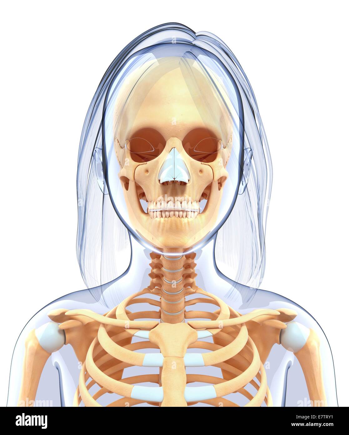 Human skull, computer artwork Stock Photo - Alamy